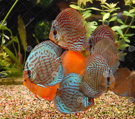 Colorful discus stock image. Image of yellow, tank, decorative - 2195811
