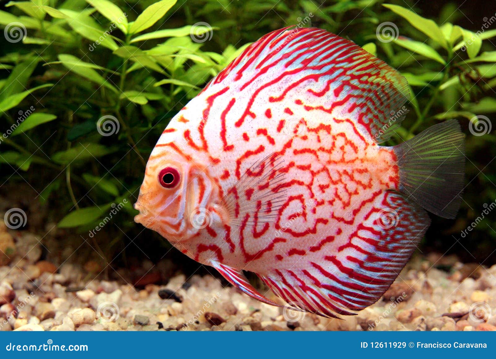 Discus Fish Stock Photography | CartoonDealer.com #31910564