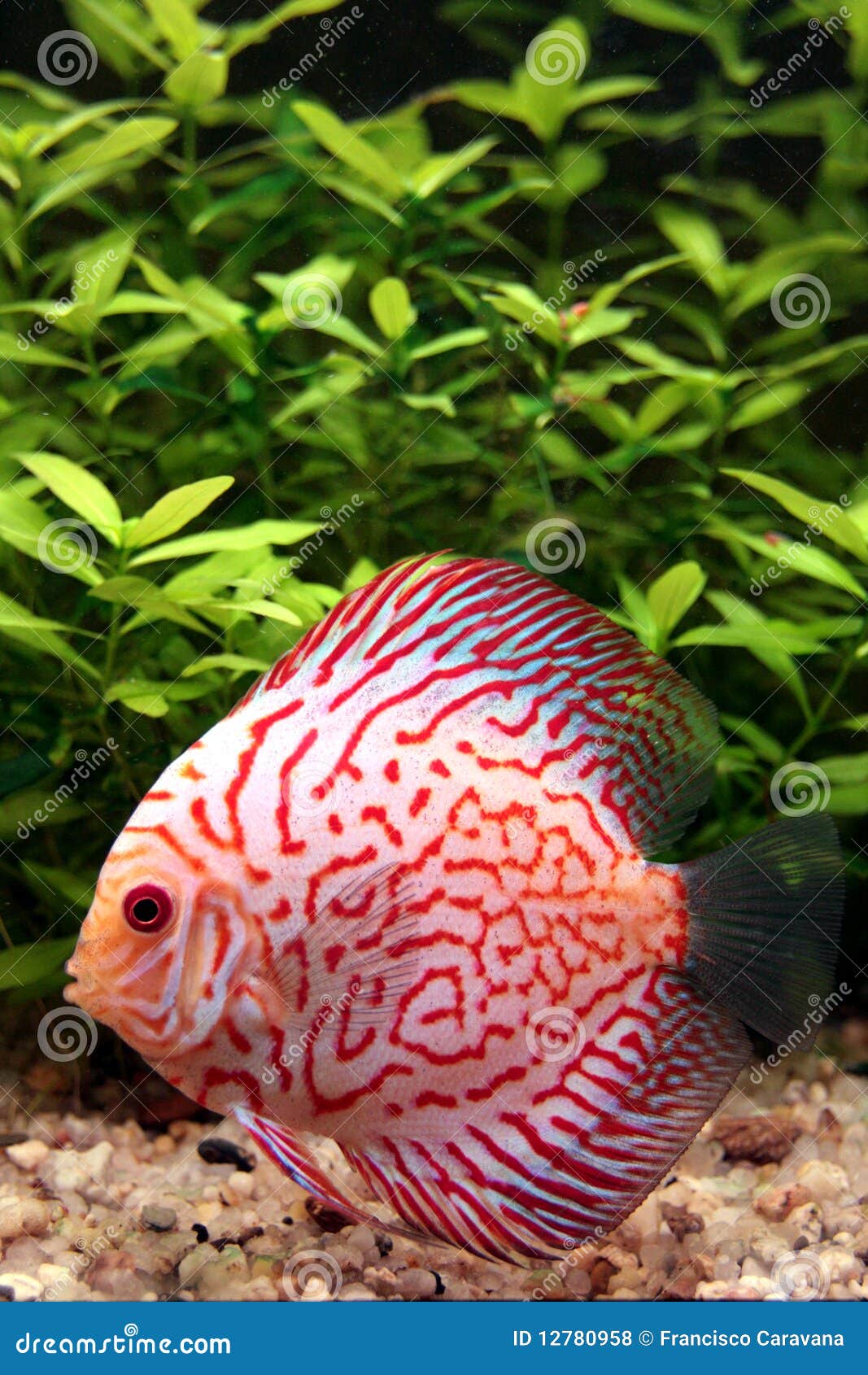 Colorful discus fish stock photo. Image of underwater - 12780958