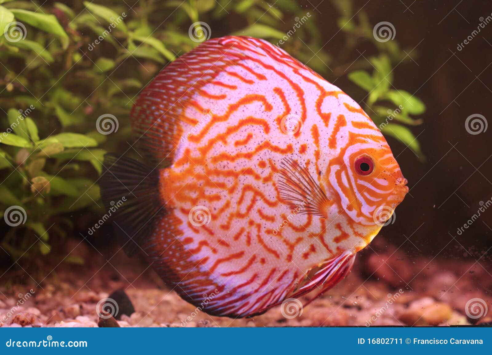 Colorful discus fish stock image. Image of cichlid, tropical - 16802711