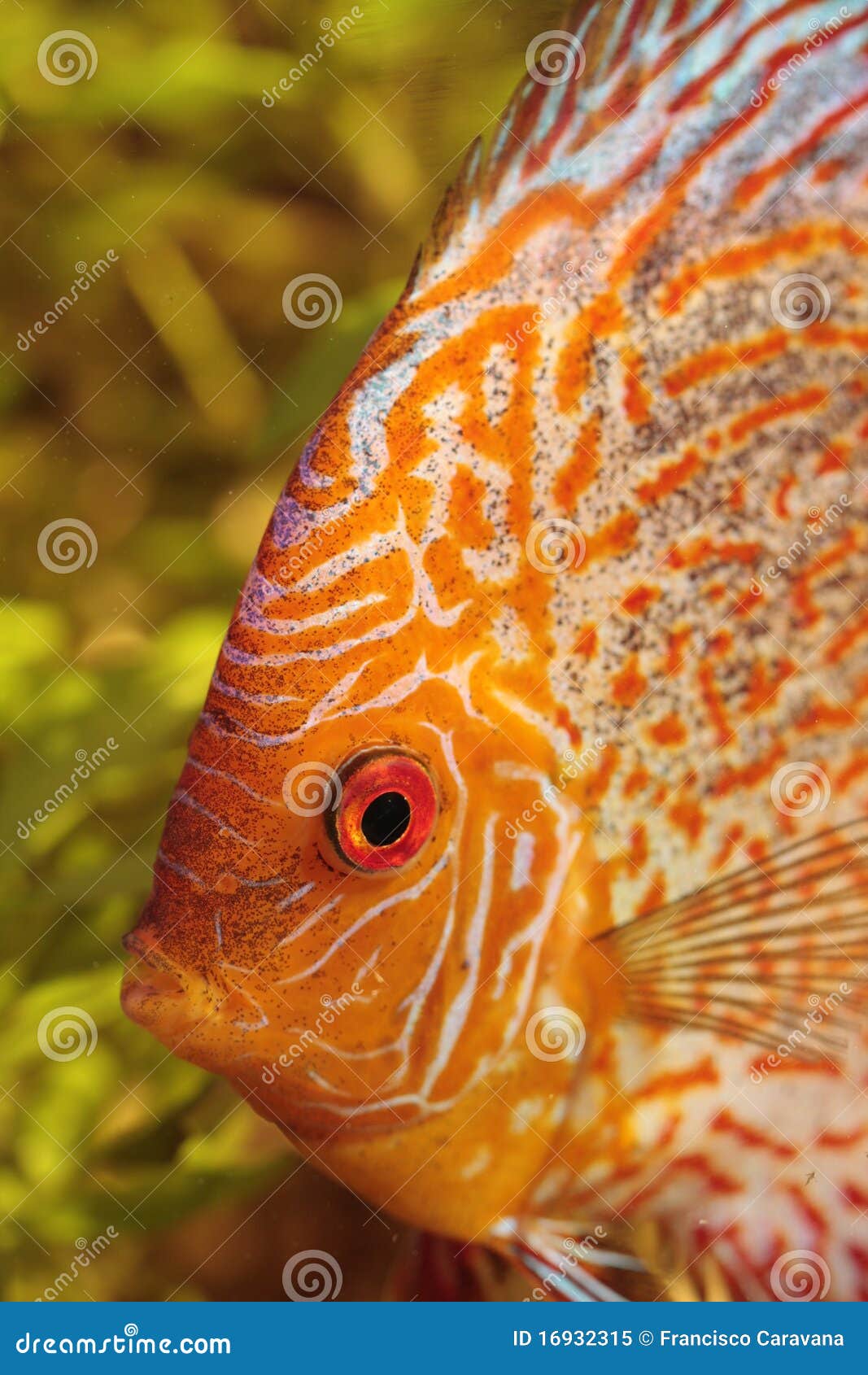 Colorful discus fish stock image. Image of cichlid, discus - 16932315