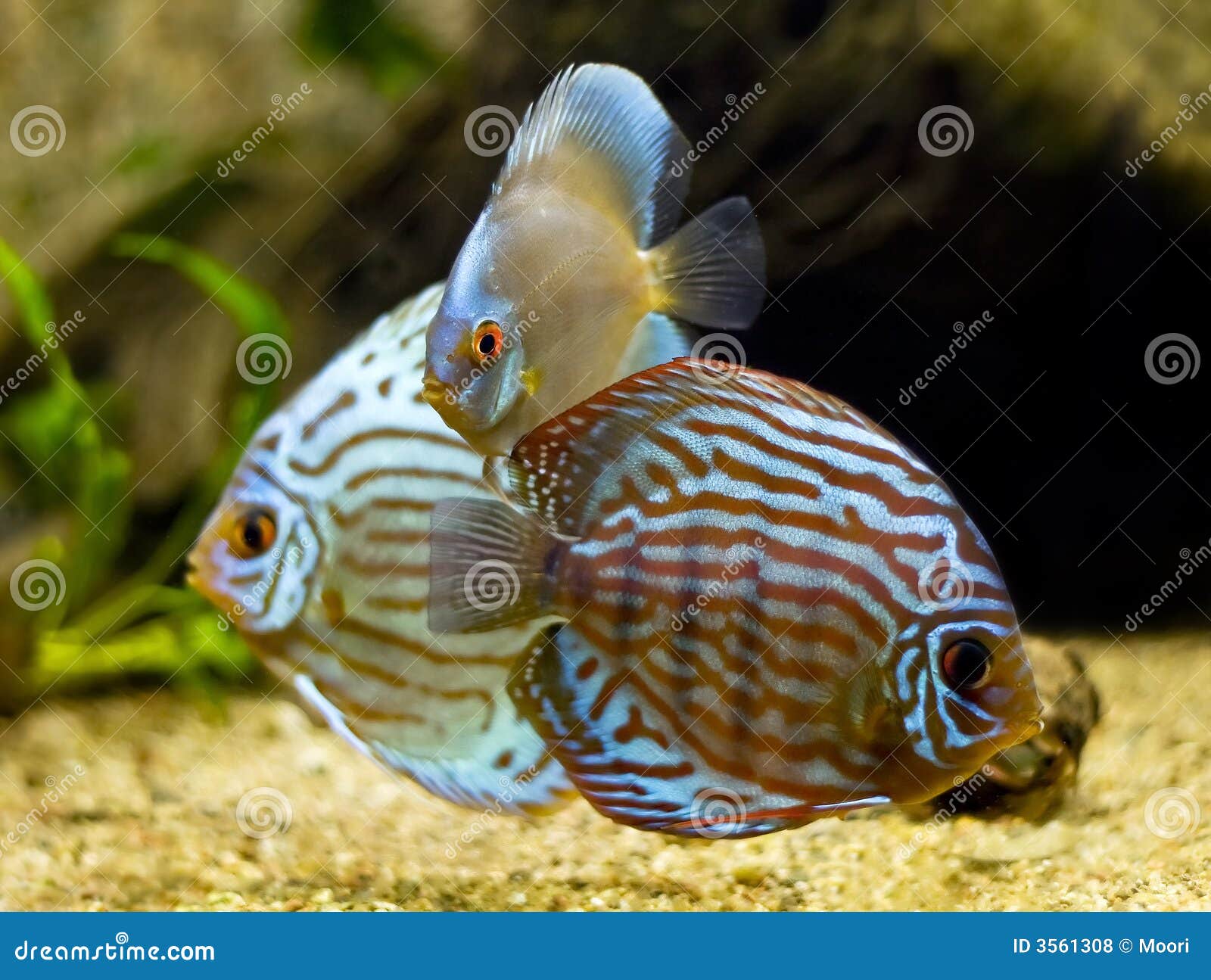 Colorful discus fish stock photo. Image of depth, aquarium - 3561308
