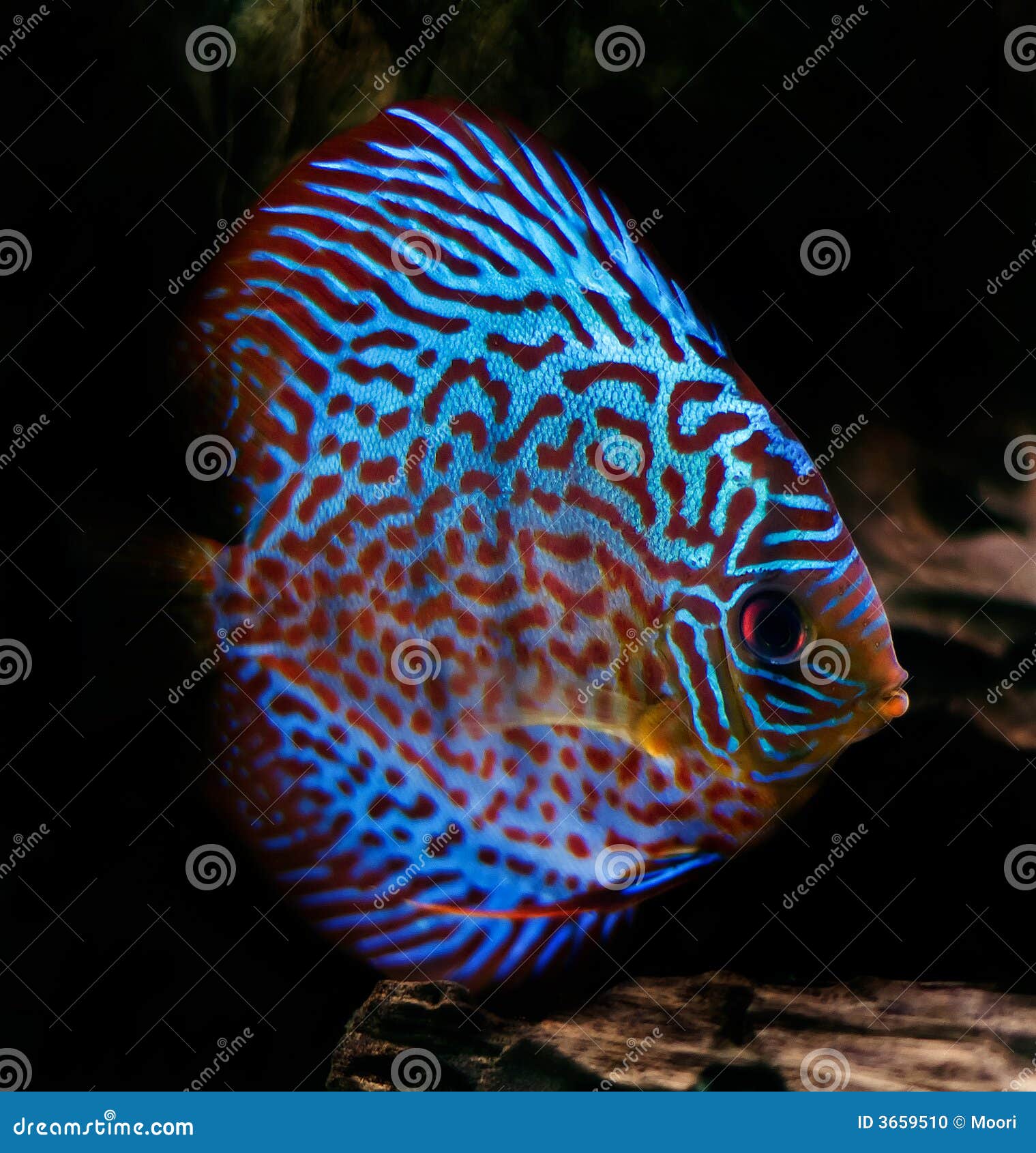 Colorful discus fish stock photo. Image of environmental - 3659510