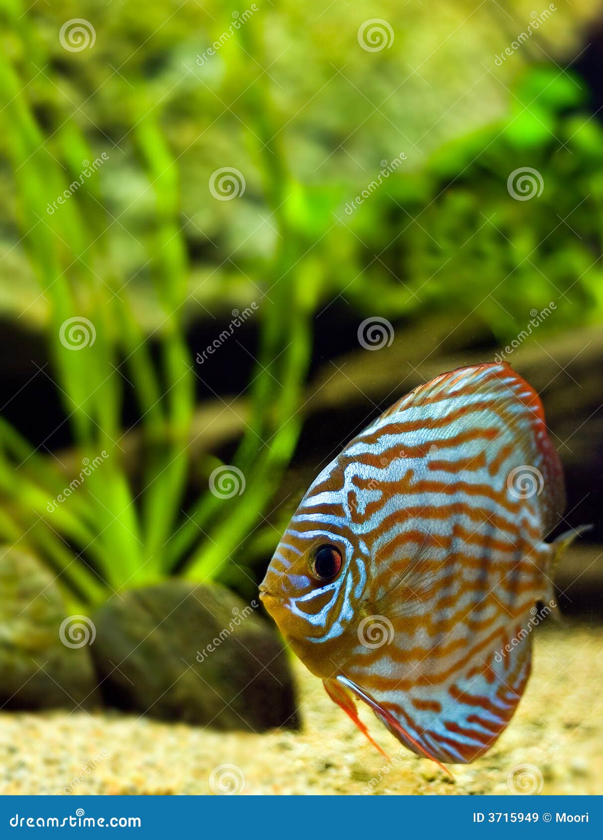 Colorful discus fish stock image. Image of aquaristic - 3715949