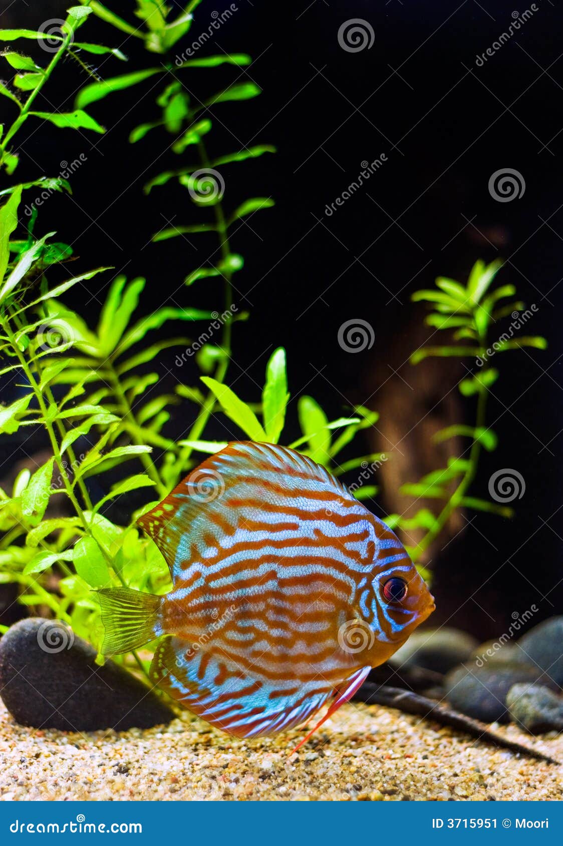Colorful discus fish stock image. Image of amazonas, dive - 3715951