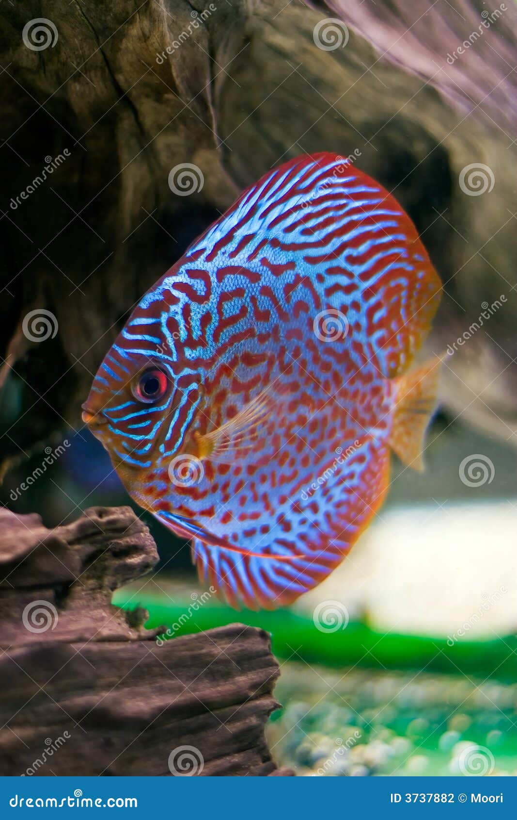 Colorful discus fish stock photo. Image of gills, creature - 3737882