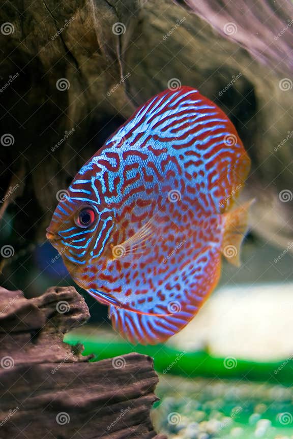 Colorful discus fish stock photo. Image of gills, creature - 3737882