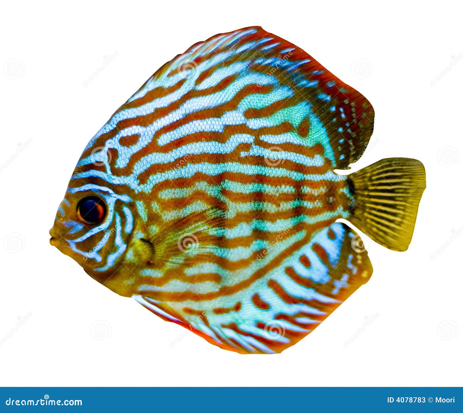 Colorful discus fish stock image. Image of decorative - 4078783
