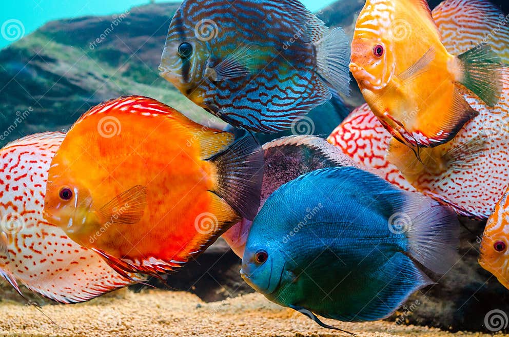 Colorful discus fish stock image. Image of group, swimming - 31404897