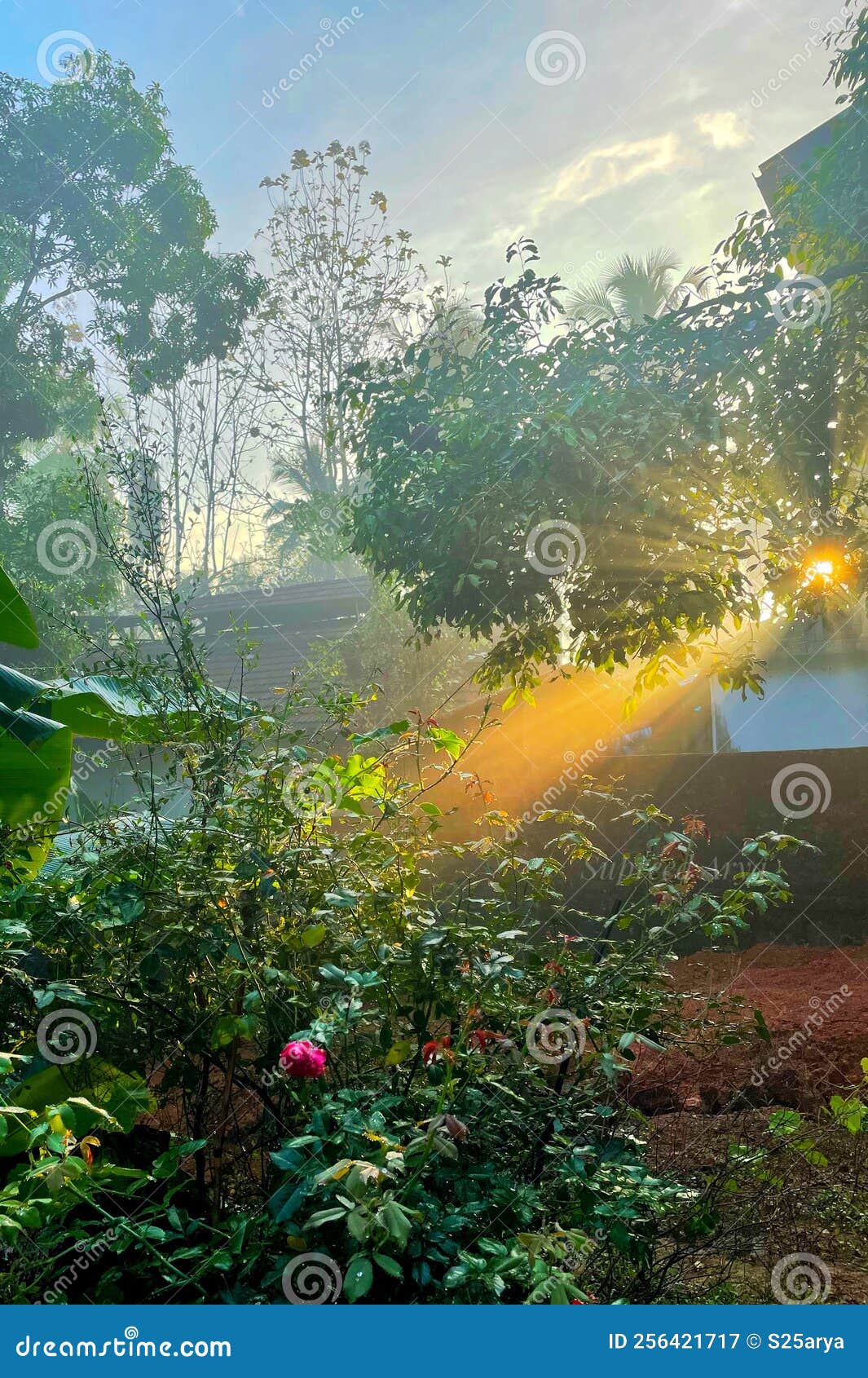 A Colorful Display of Sunlight in the Morning Stock Image - Image of ...