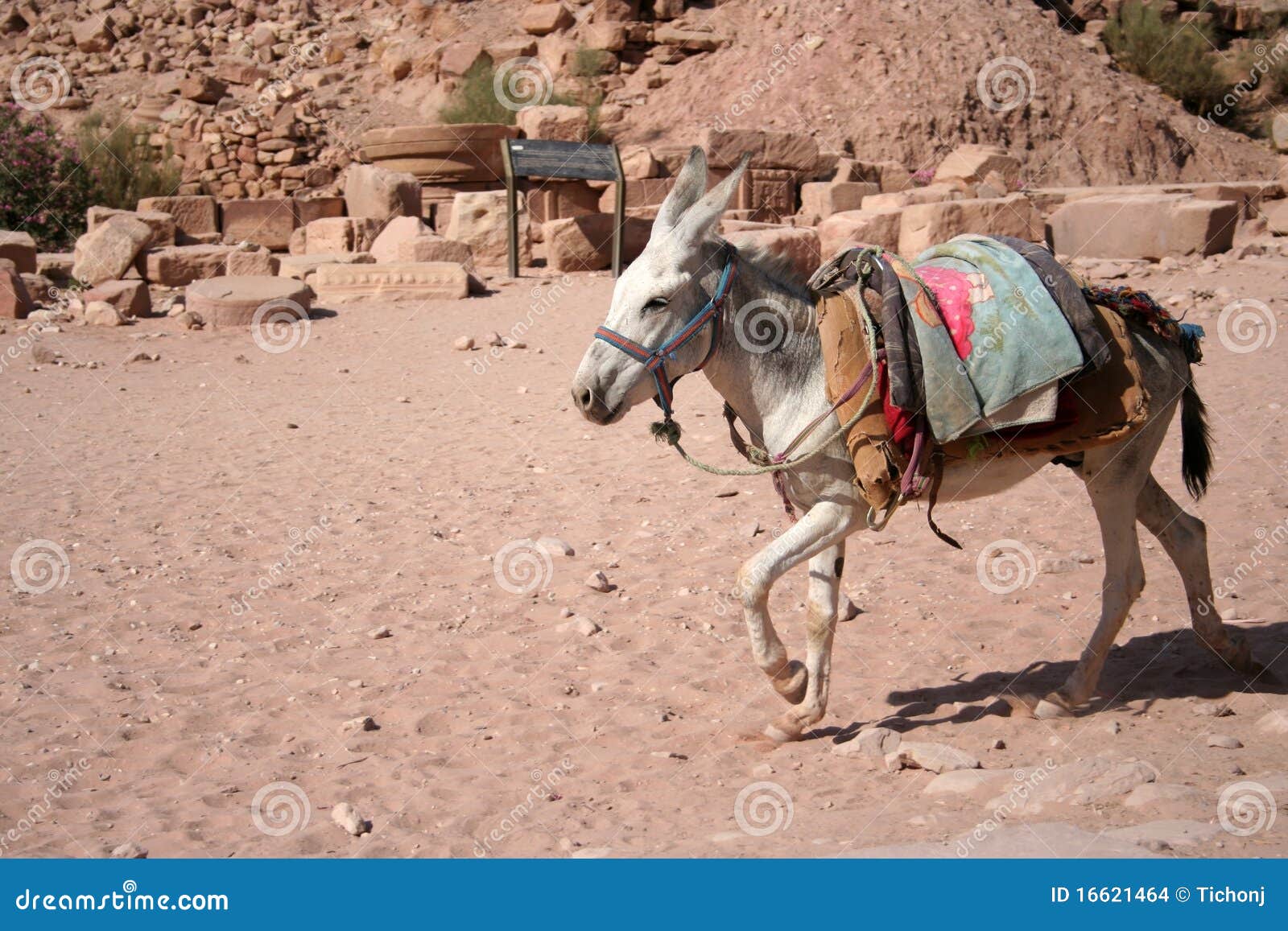 Colorful Donkey stock photo. Image of culture, jordan - 16621464