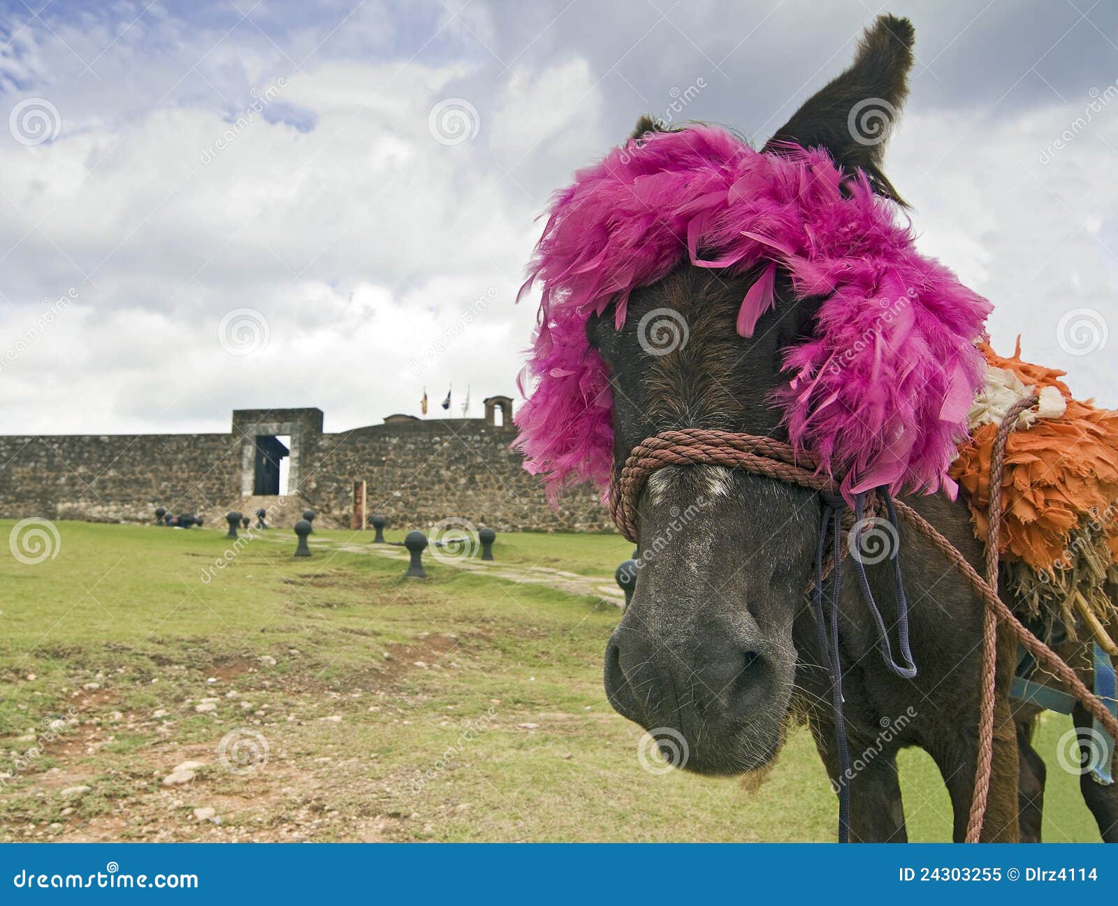 Colorful Donkey by Fortress Stock Image - Image of traditional, peeking ...