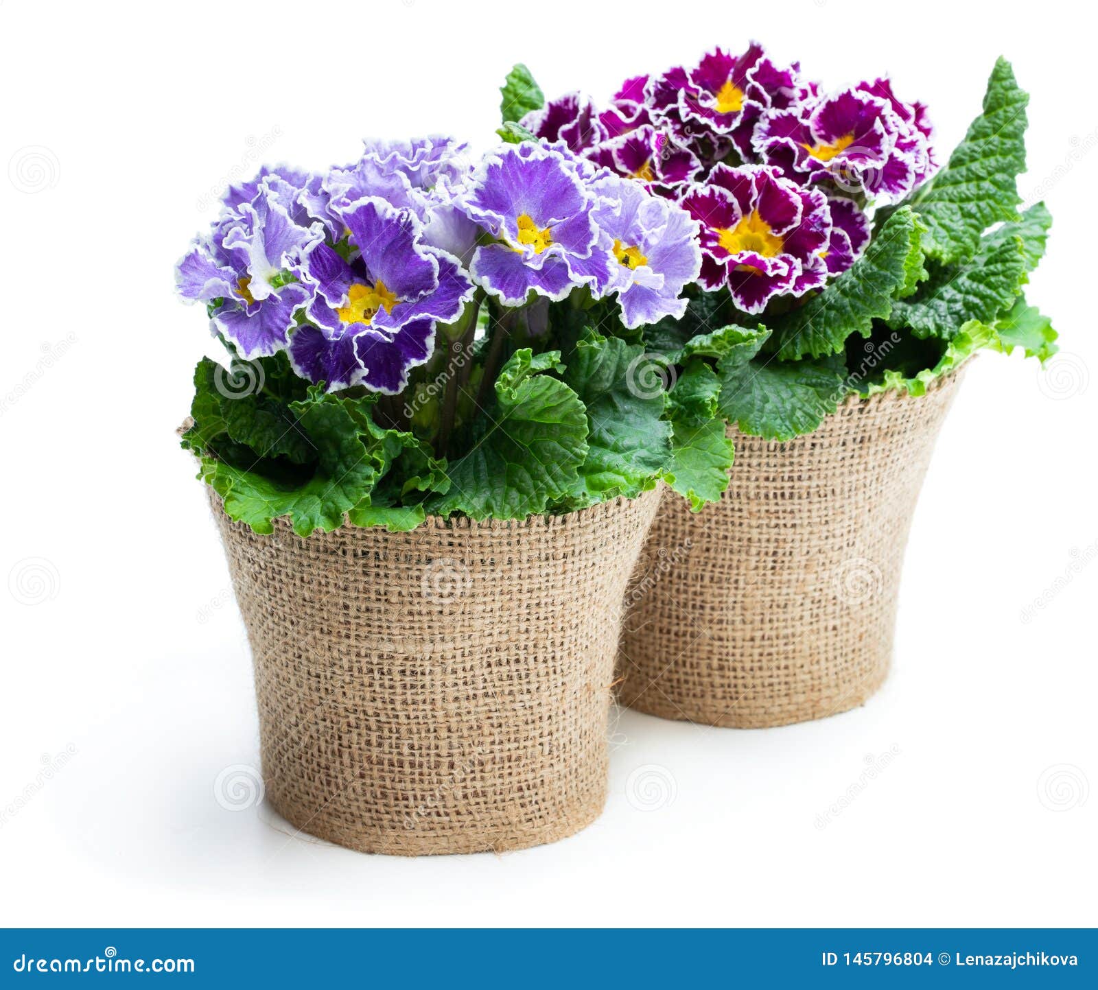 Colorful Double Primulas in Pots Isolated on White Stock Photo - Image ...