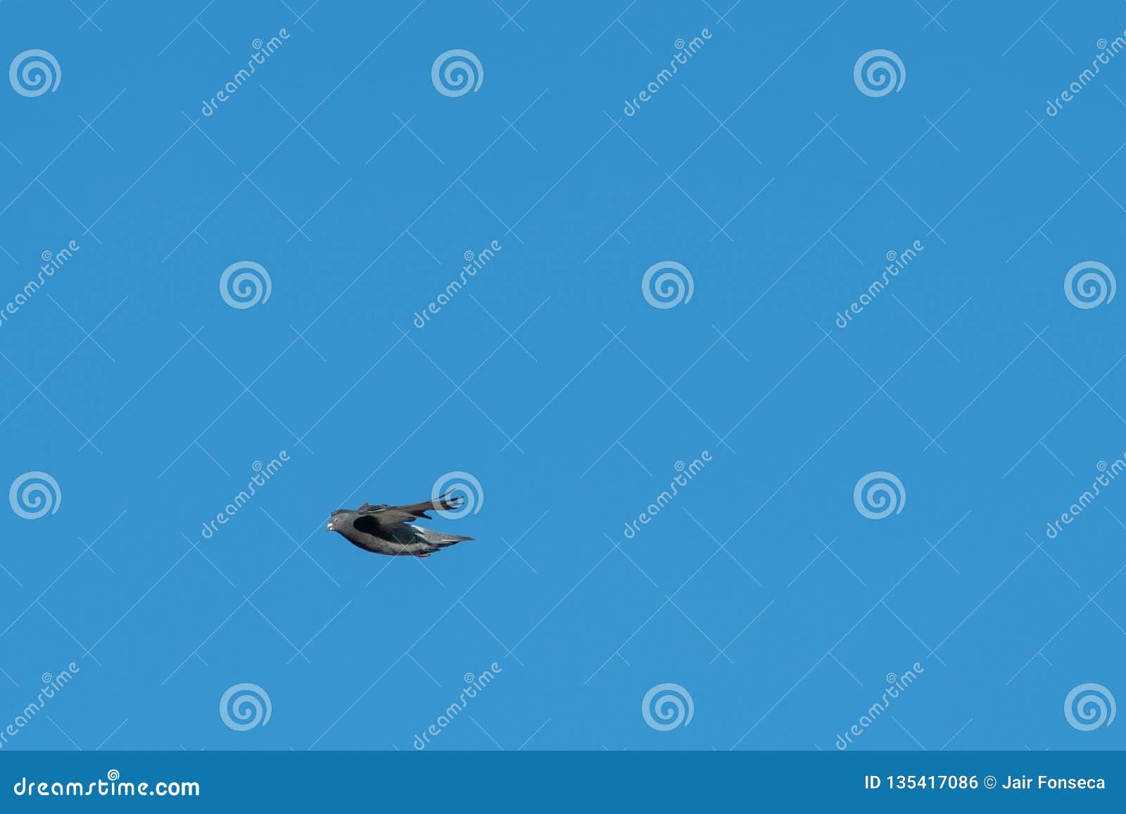 Colorful Doves, Pigeons Flying in the Sun Stock Photo - Image of easter ...