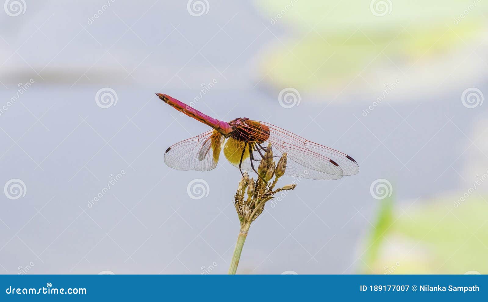 Colorful Dragon Fly from Behind Macro Photo Stock Image - Image of ...