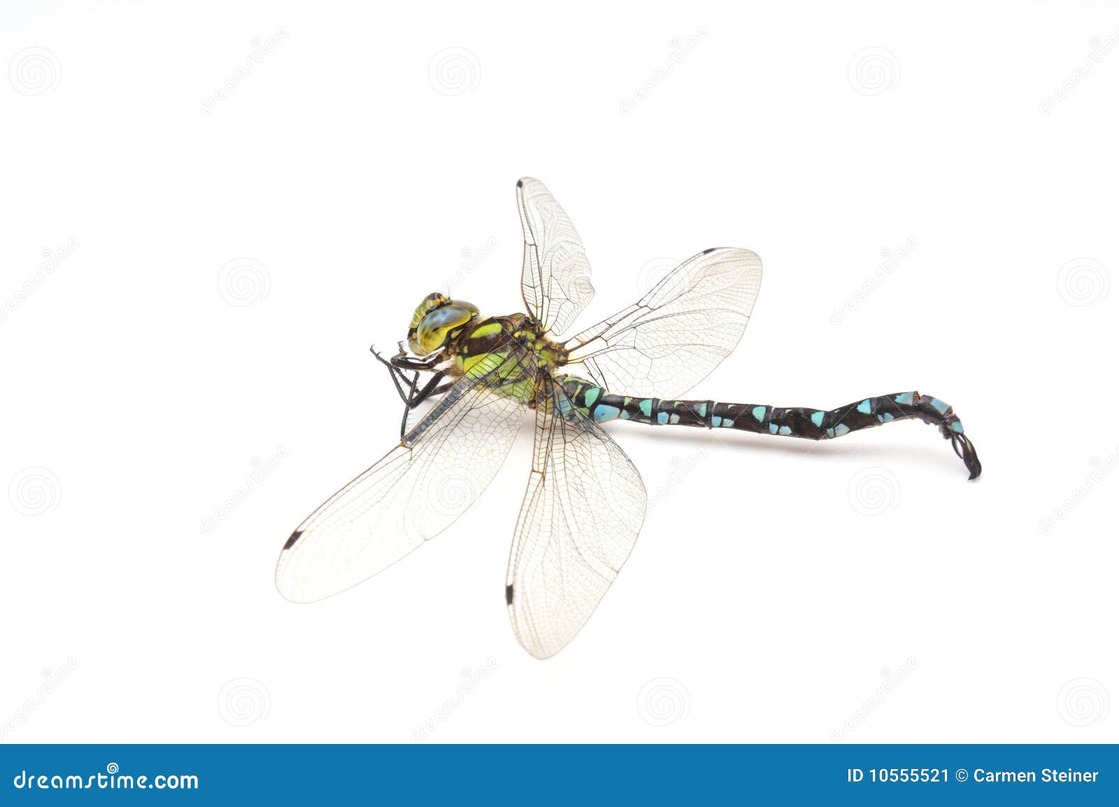 Colorful dragonfly stock image. Image of colourful, wings - 10555521