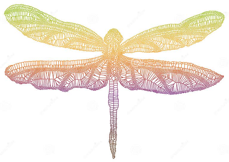 Colorful dragonfly stock vector. Illustration of shape - 13955743