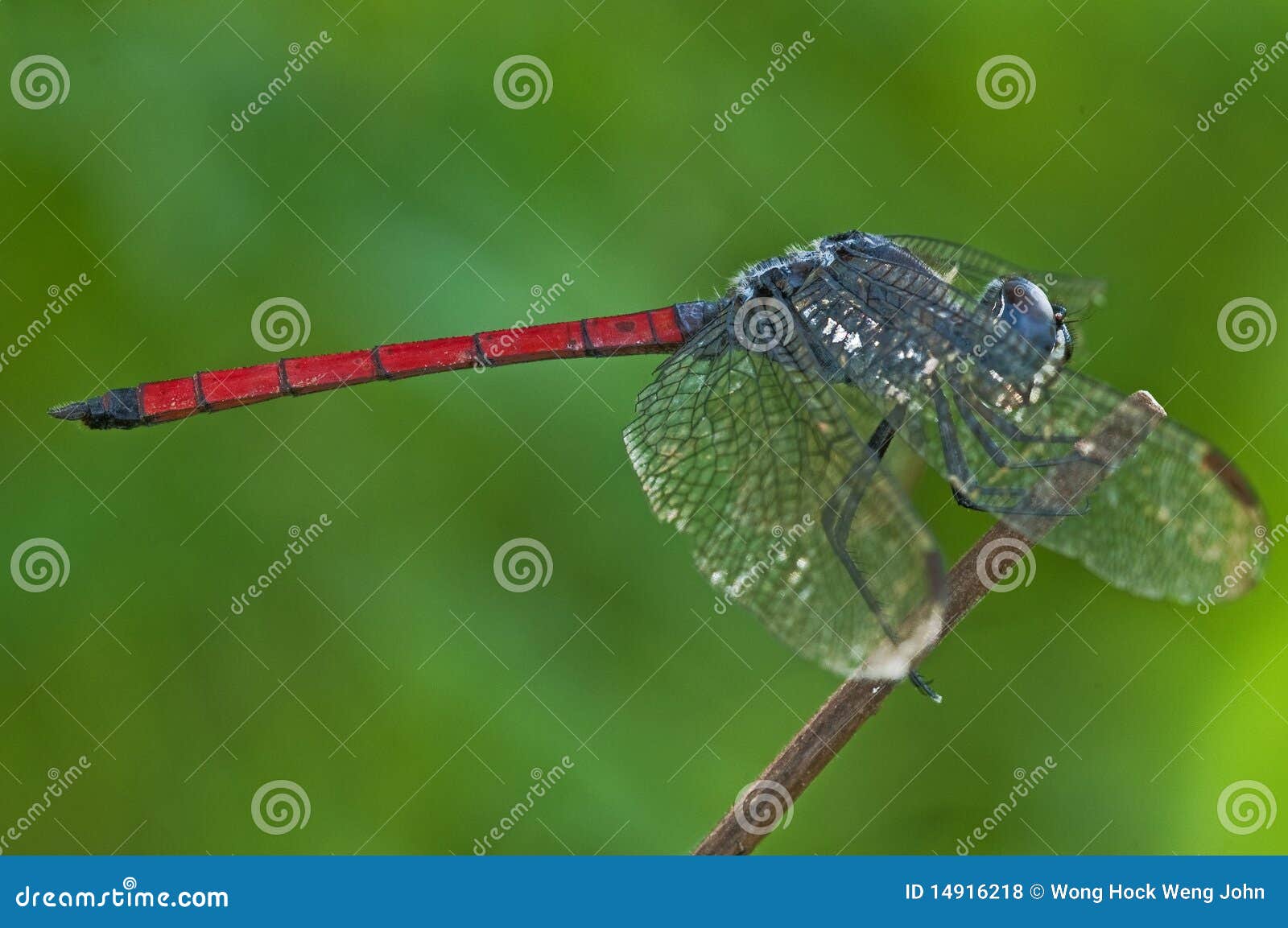 Colorful dragonfly stock photo. Image of nature, wilderness - 14916218