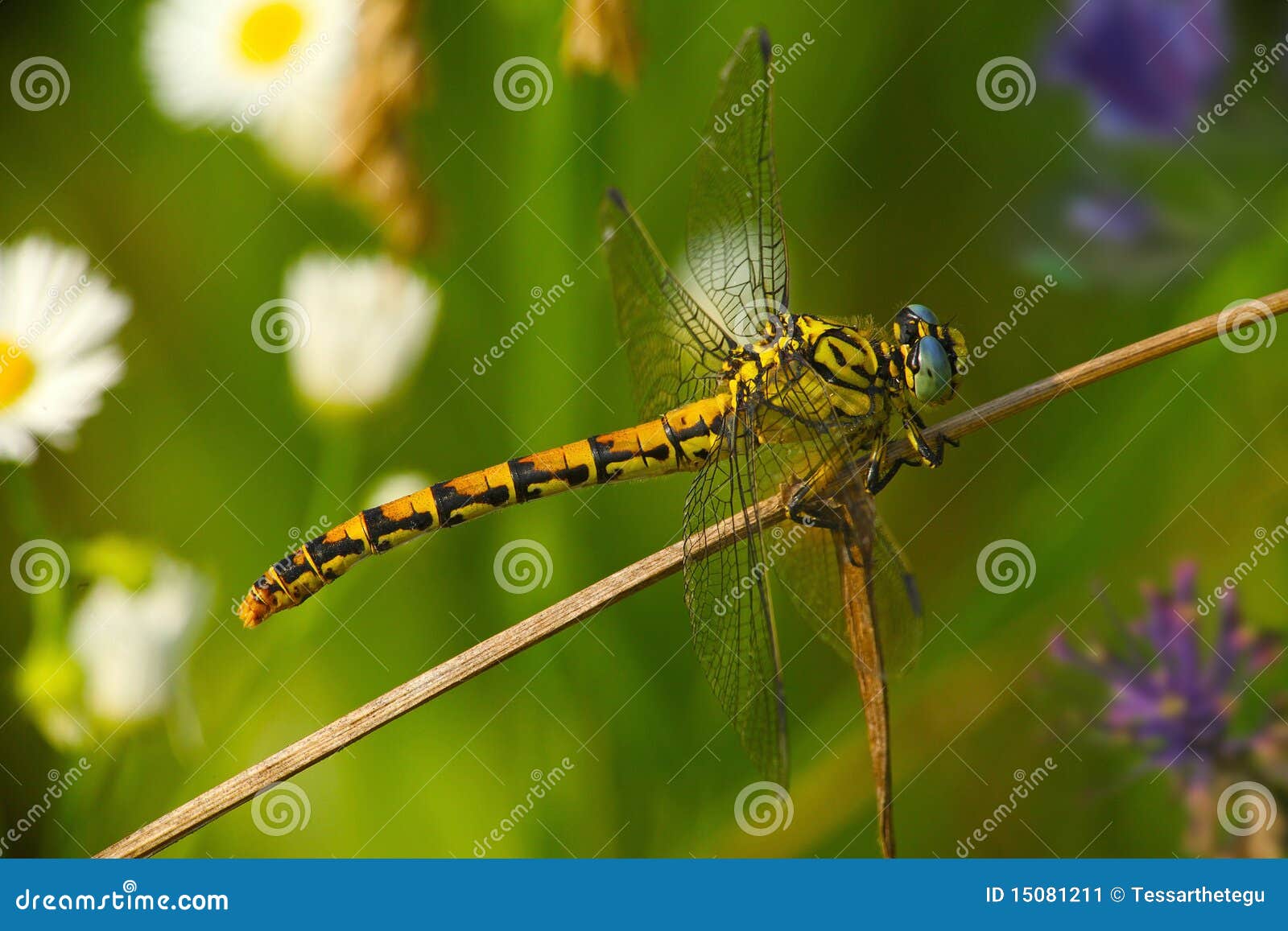 Colorful Dragonfly on a Colorful Lawn Stock Image - Image of flower ...