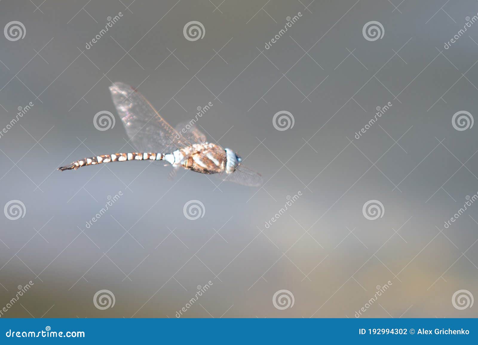 Colorful Dragonfly in Flight Stock Photo - Image of action, hunter ...