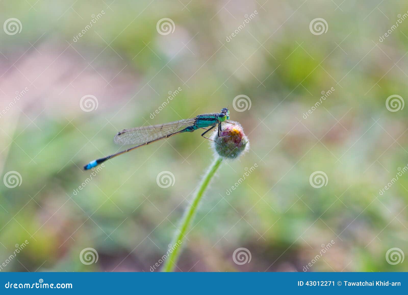 Colorful Dragonfly on a Meadow Stock Image - Image of raindrop ...