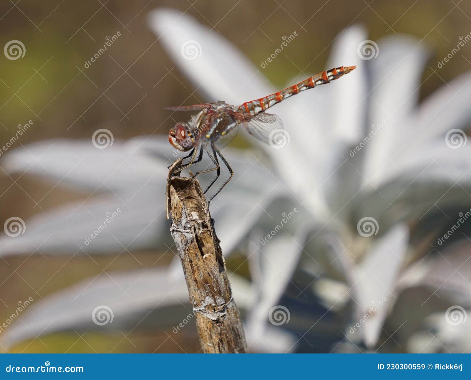 A Colorful Dragonfly at Rest on a Twig Stock Image - Image of ...