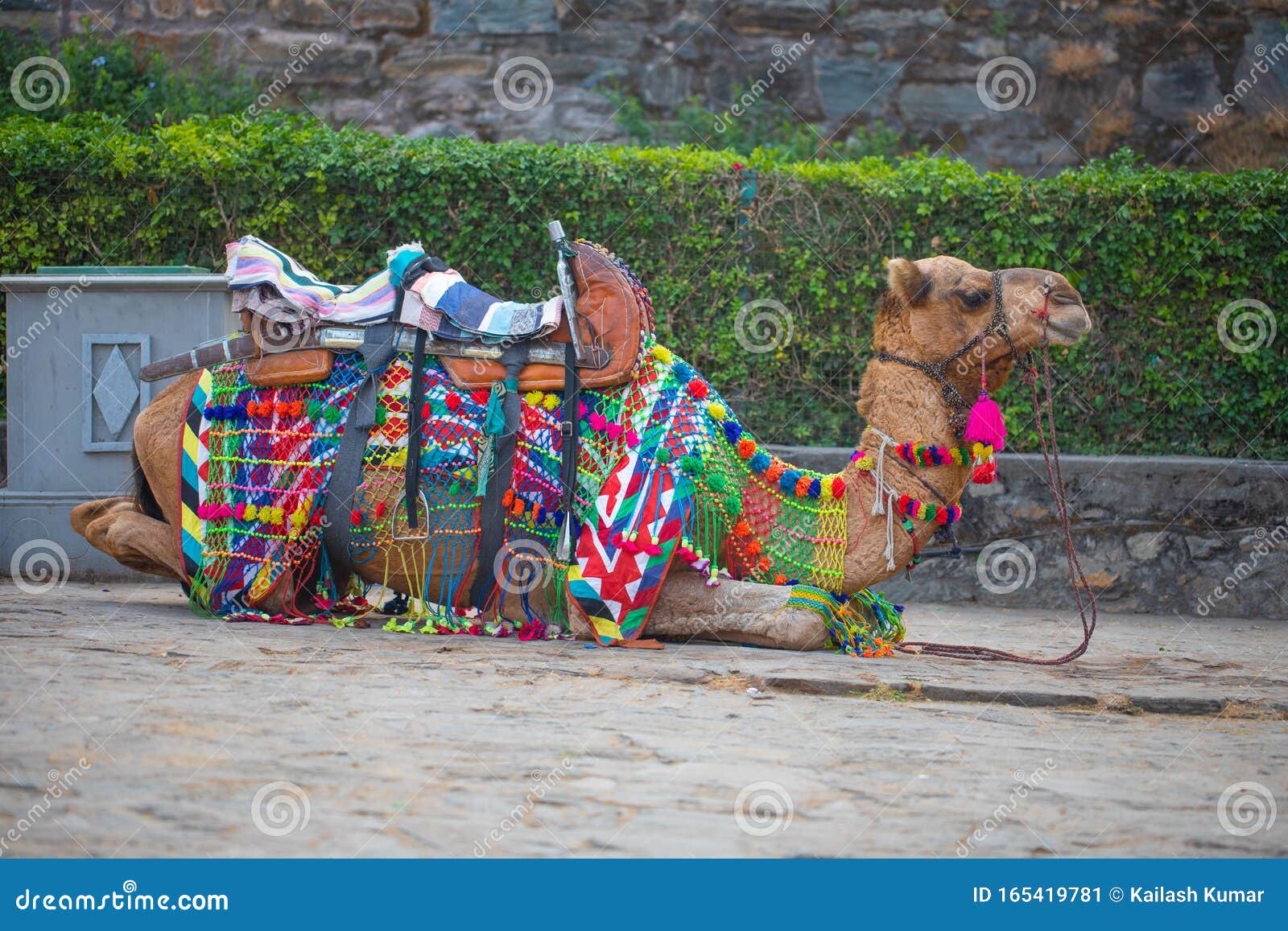 Colorful Dressing Camel stock image. Image of destination - 165419781