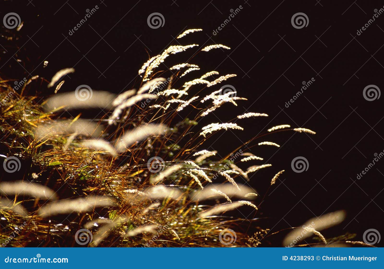 Colorful dried grass stock image. Image of black, meadow - 4238293