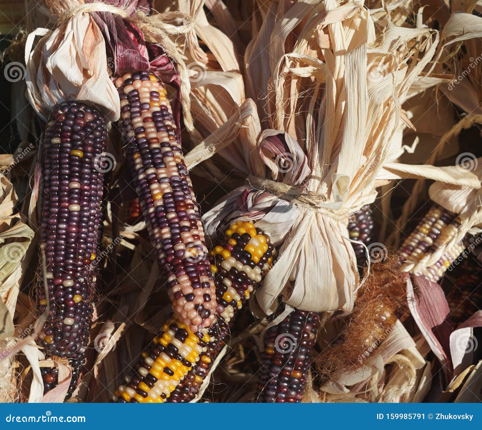 Colorful dried Indian Corn stock image. Image of crop - 159985791