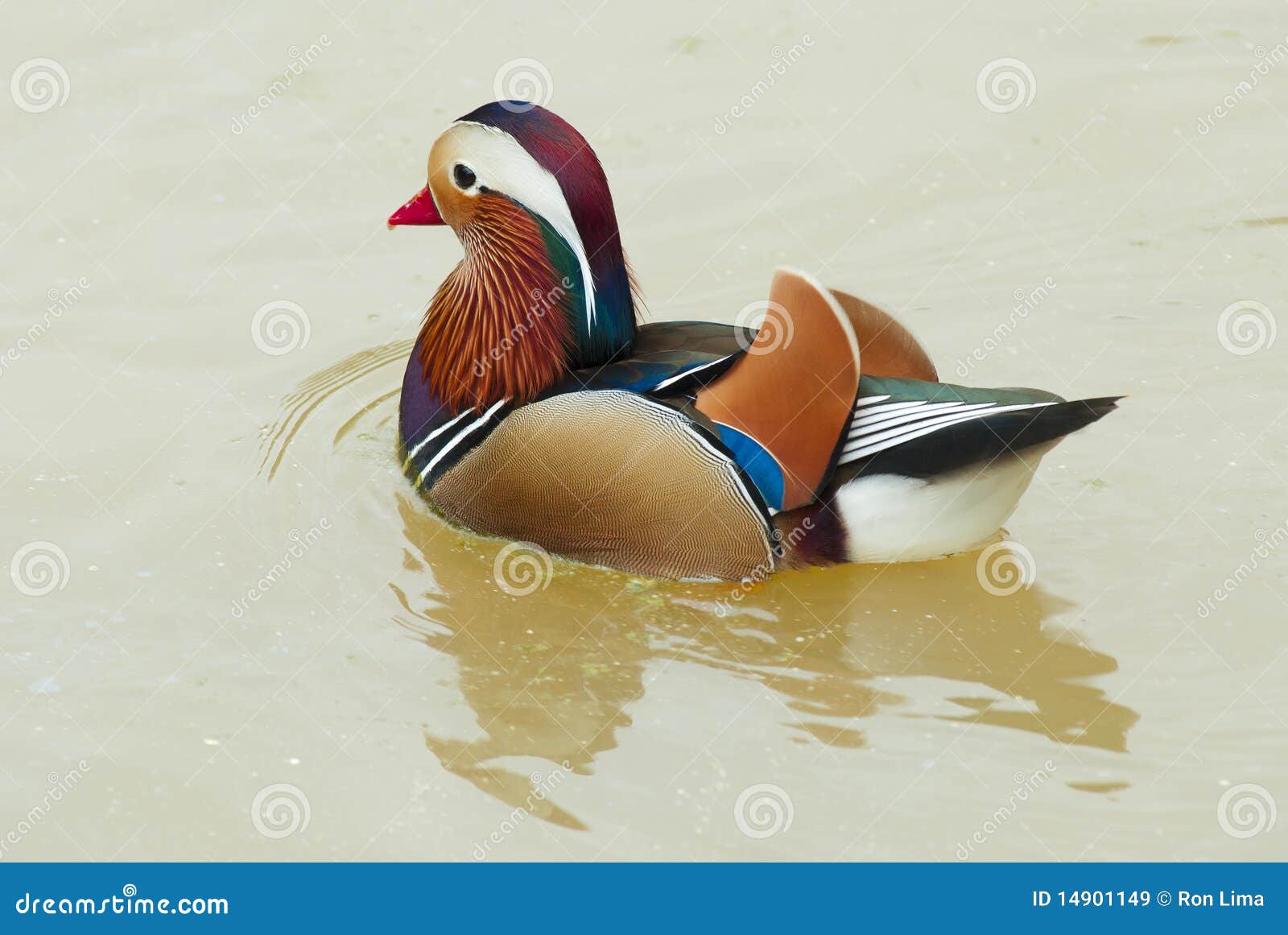 Colorful duck stock image. Image of duck, color, calm - 14901149