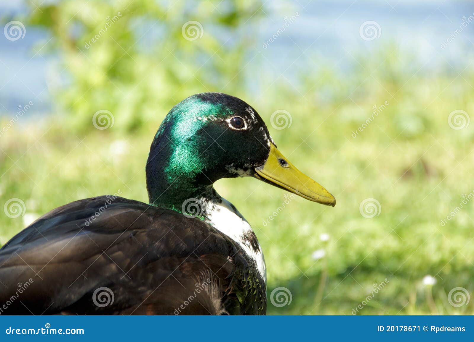 Colorful duck stock image. Image of watching, bird, beautiful - 20178671