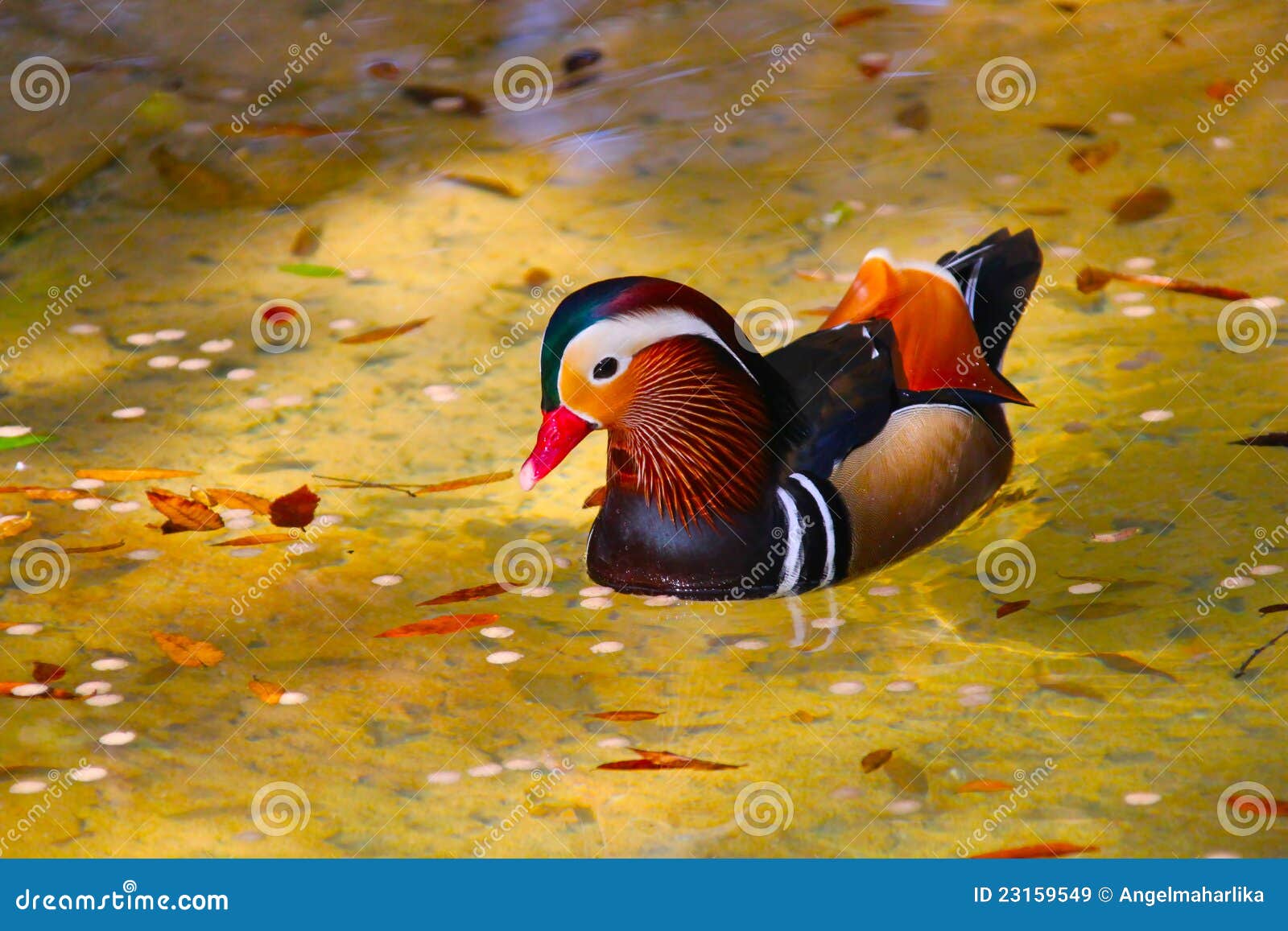 Hen Mandarin Duck Pair Stock Photos - Free & Royalty-Free Stock Photos ...