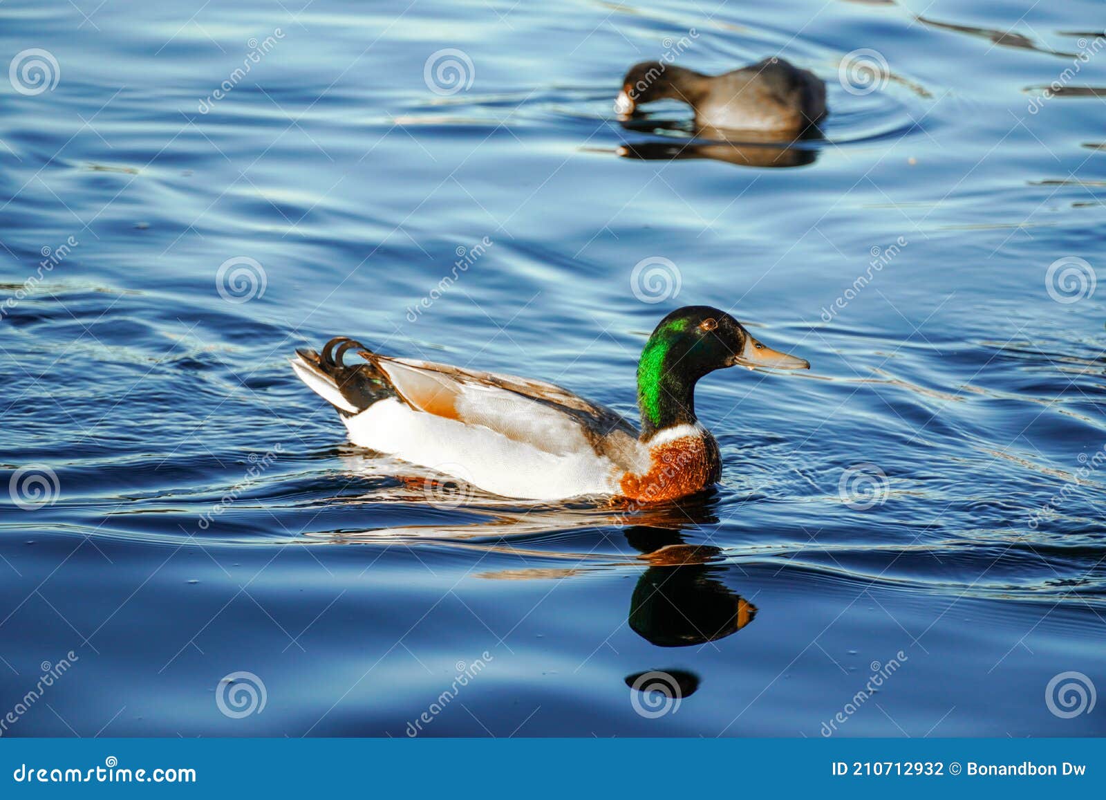 Colorful Duck on Blue Water Stock Photo - Image of mother, wildlife ...
