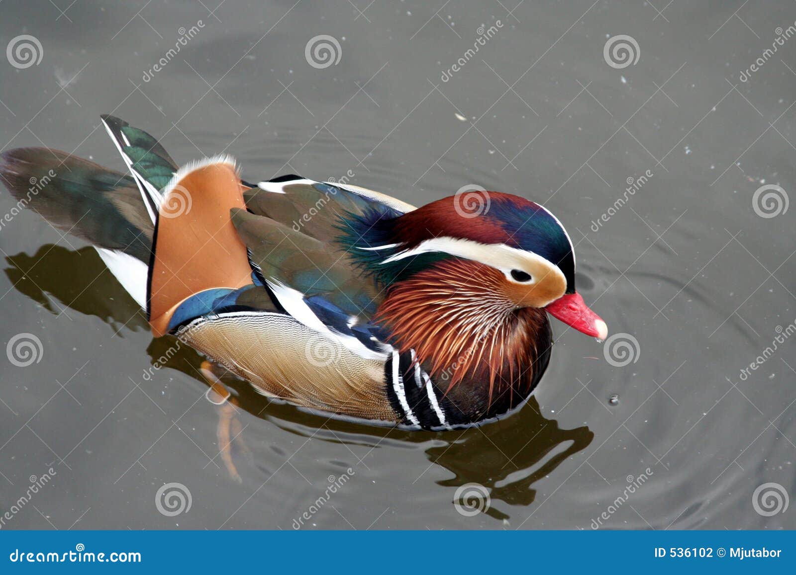 Colorful Duck Swimming in Pond Stock Photo - Image of watching, colors ...
