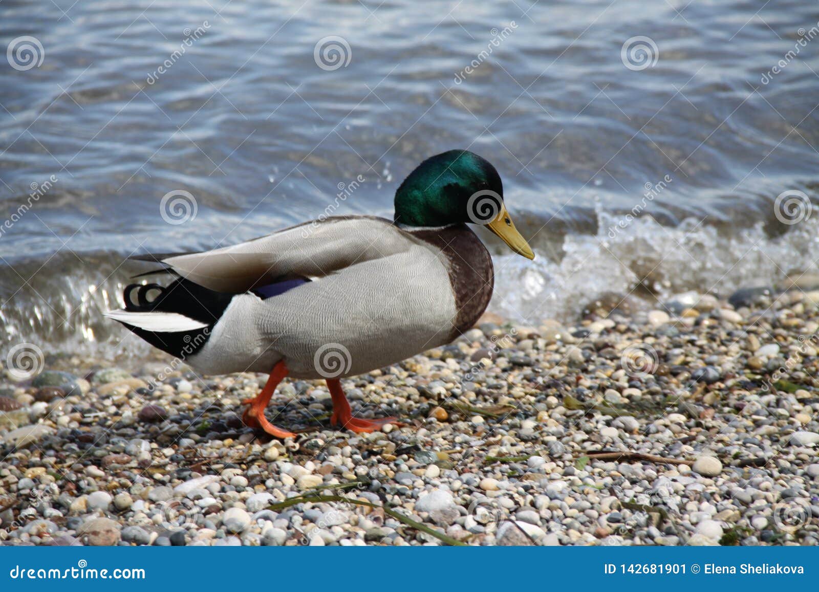 Colorful duck is walking stock image. Image of punchy - 142681901