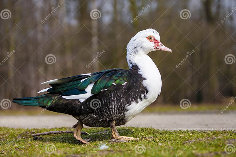 Colorful Duck Walking Sideways Stock Photo - Image of duck, countryside ...