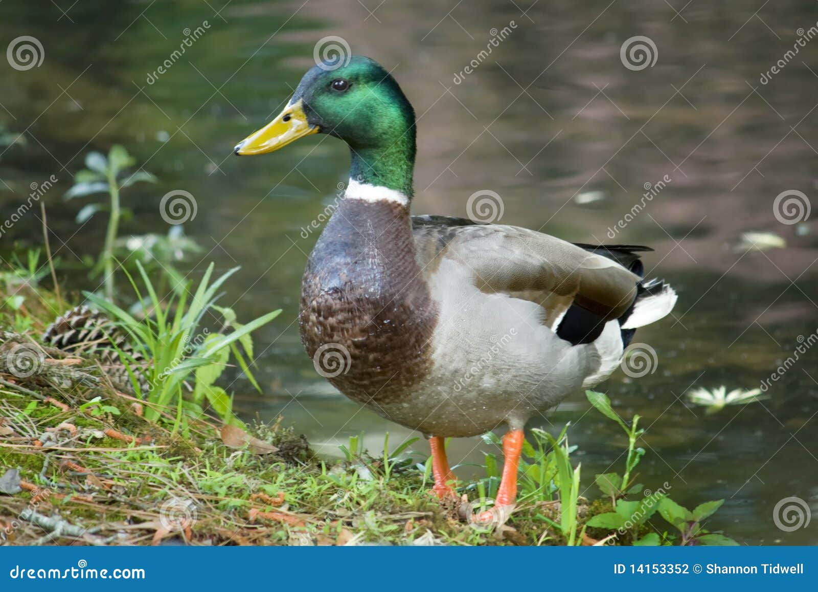 Colorful duck by water stock photo. Image of feather - 14153352