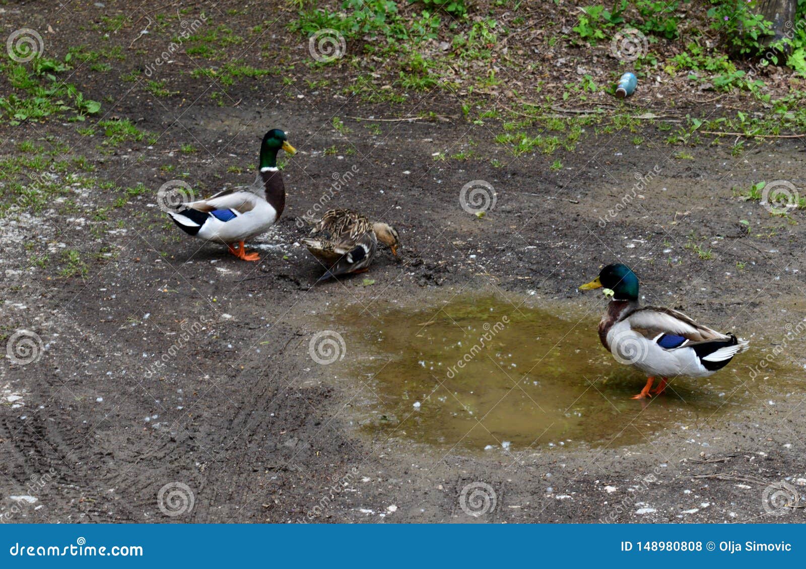 Ducks at the puddle stock photo. Image of ducks, colors - 148980808