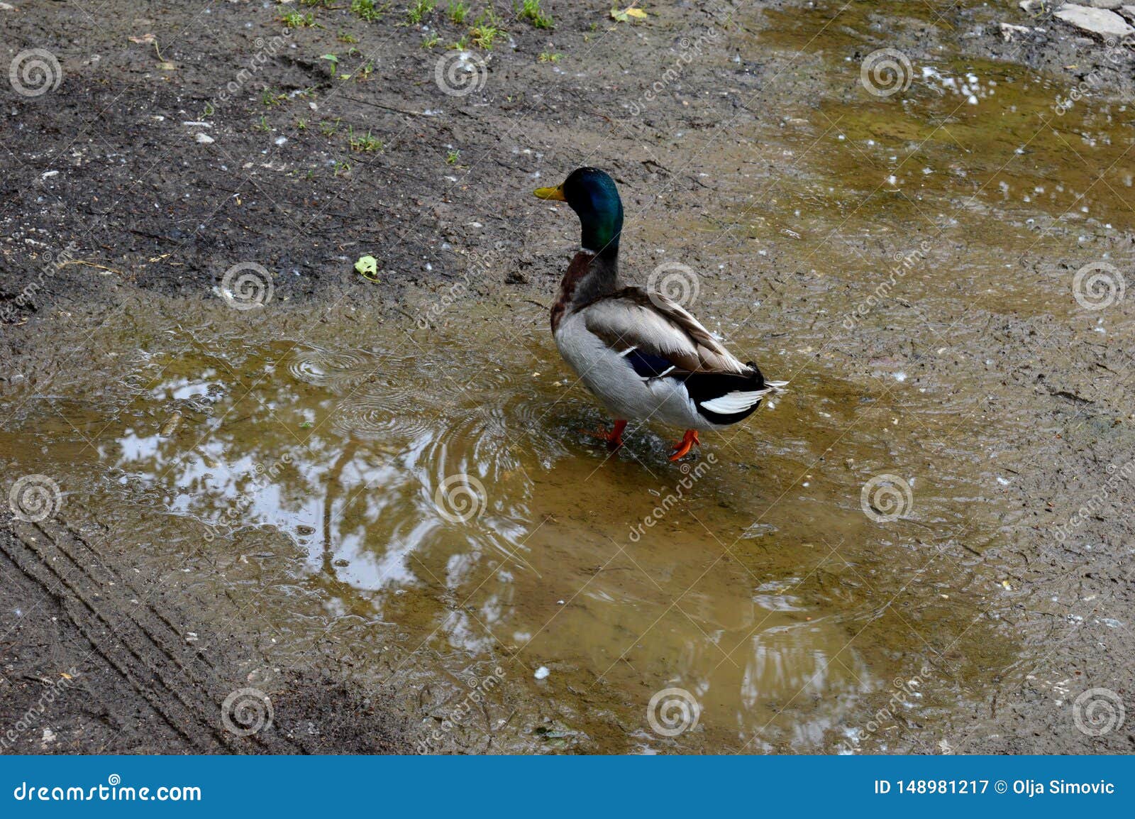 Ducks at the puddle stock image. Image of puddle, color - 148981217