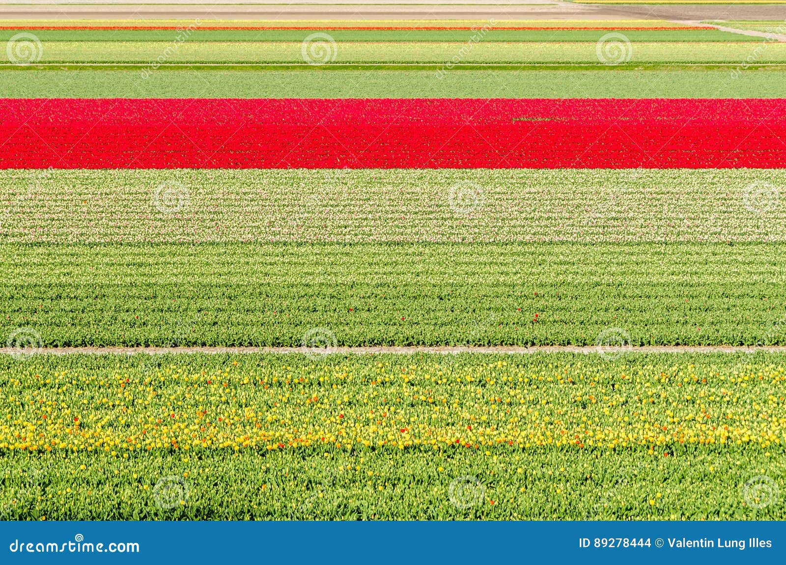 Colorful Dutch tulip field stock photo. Image of outdoor - 89278444