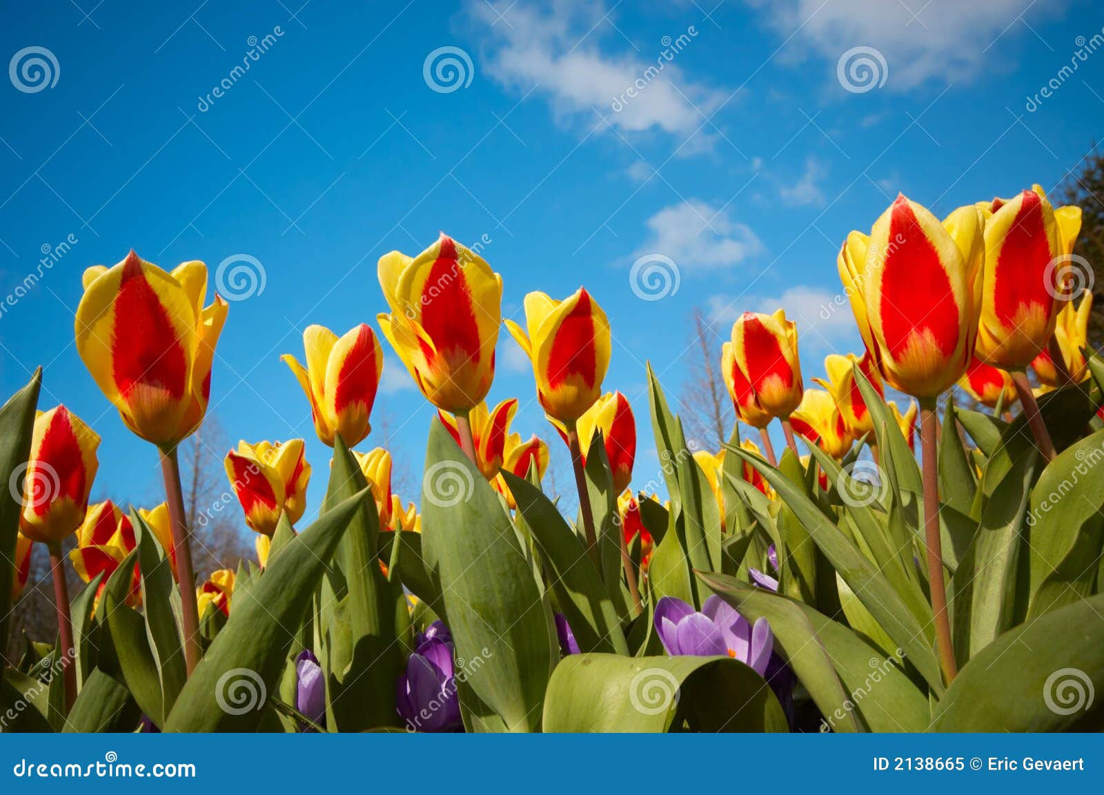 Colorful dutch tulips stock image. Image of classic, florist - 2138665