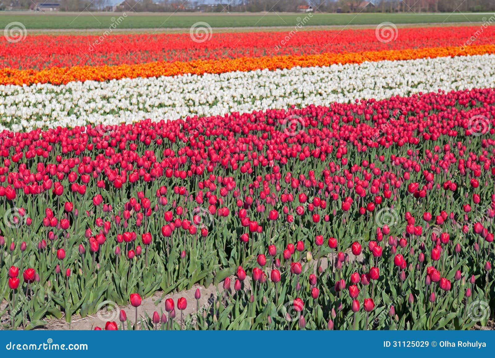 Colorful Dutch tulips stock image. Image of scenic, colorful - 31125029