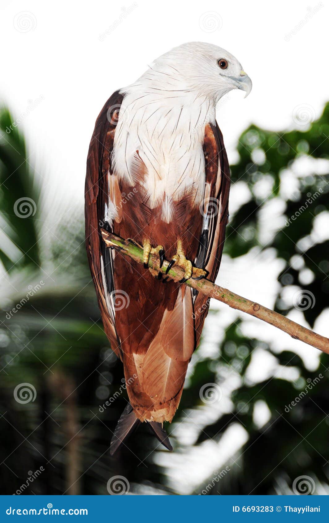 Colorful Eagle stock image. Image of falcon, hawk, sharp - 6693283