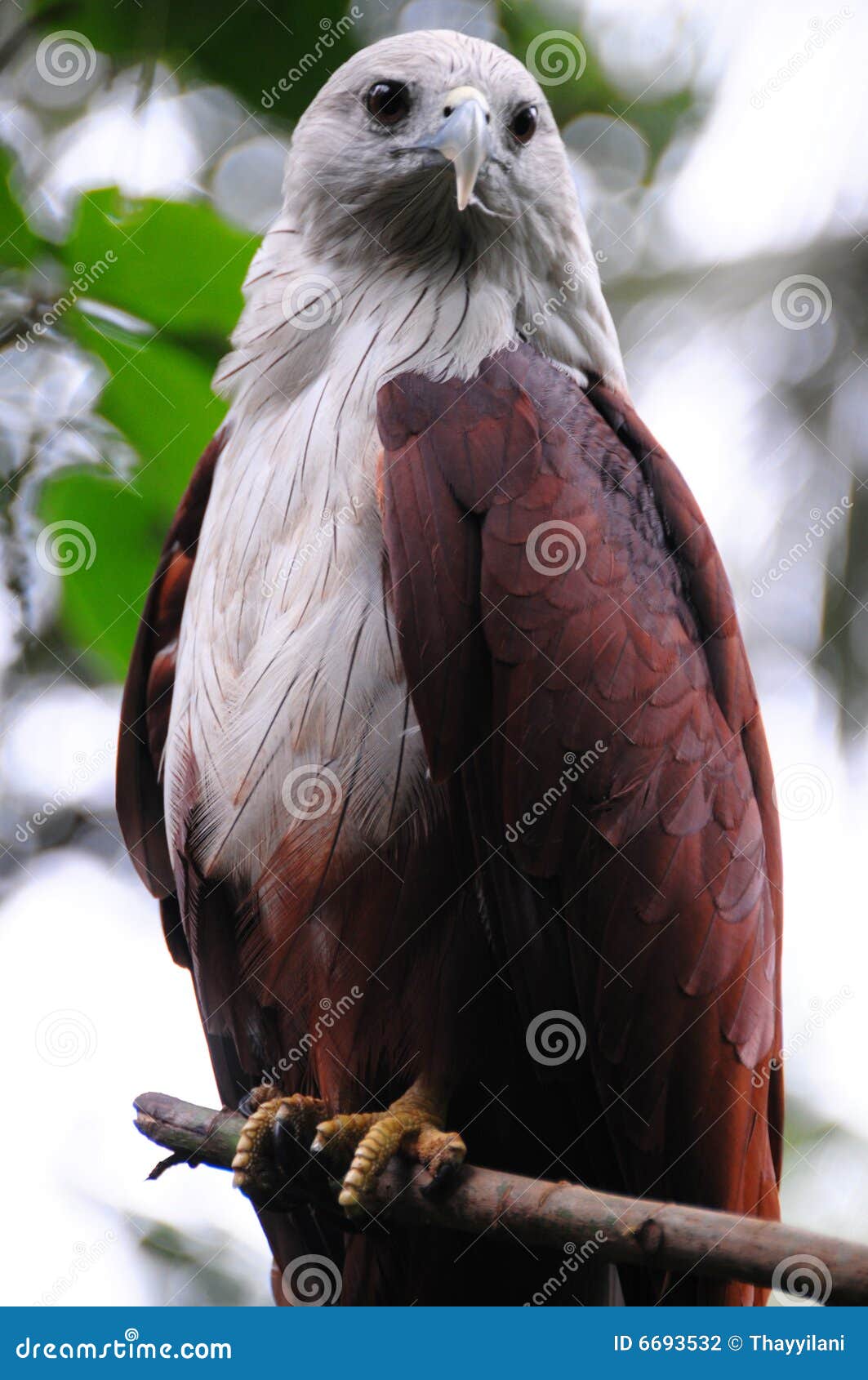 Colorful Eagle stock photo. Image of haneef, color, feather - 6693532