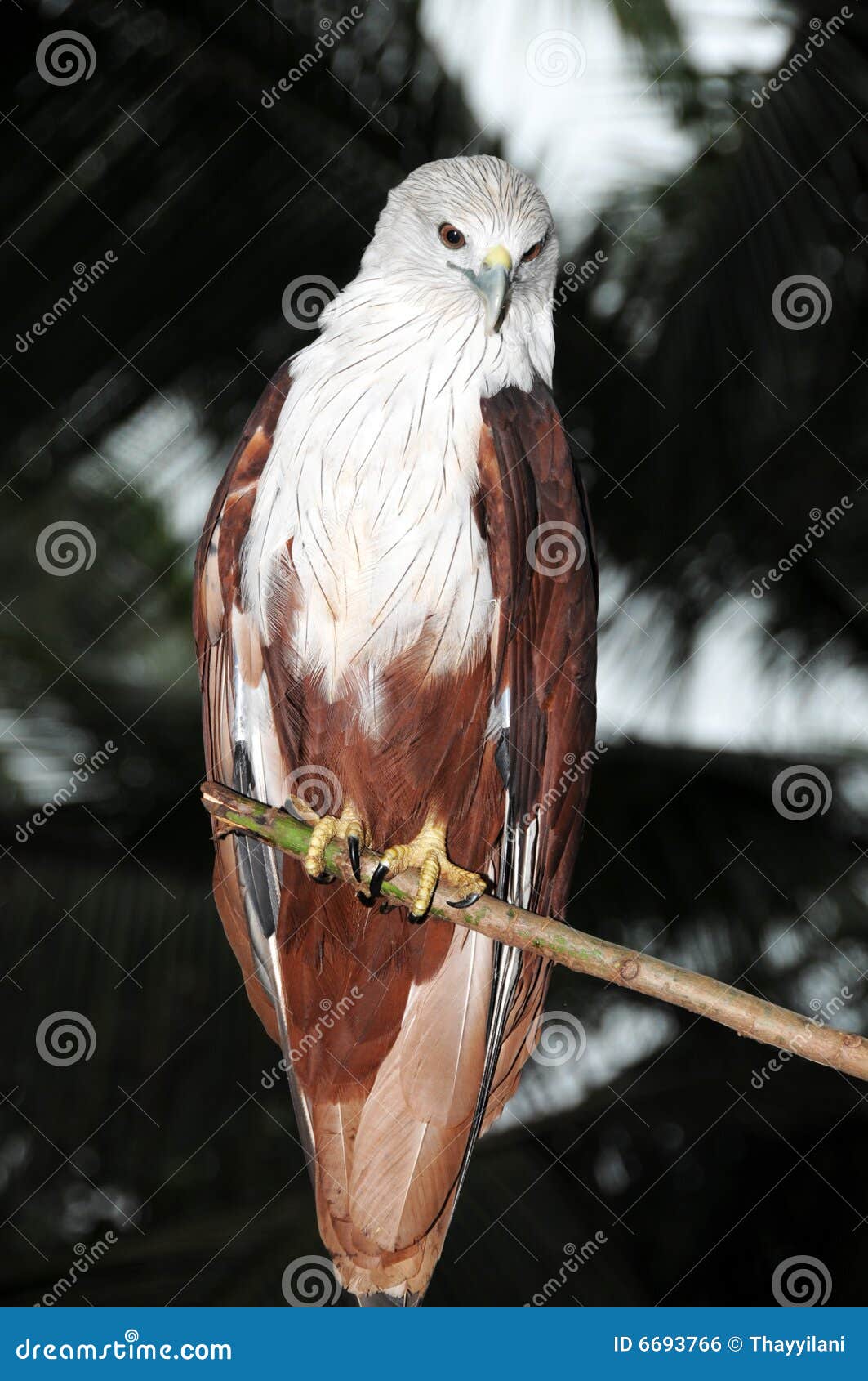 Colorful Eagle stock photo. Image of bill, bird, desert - 6693766
