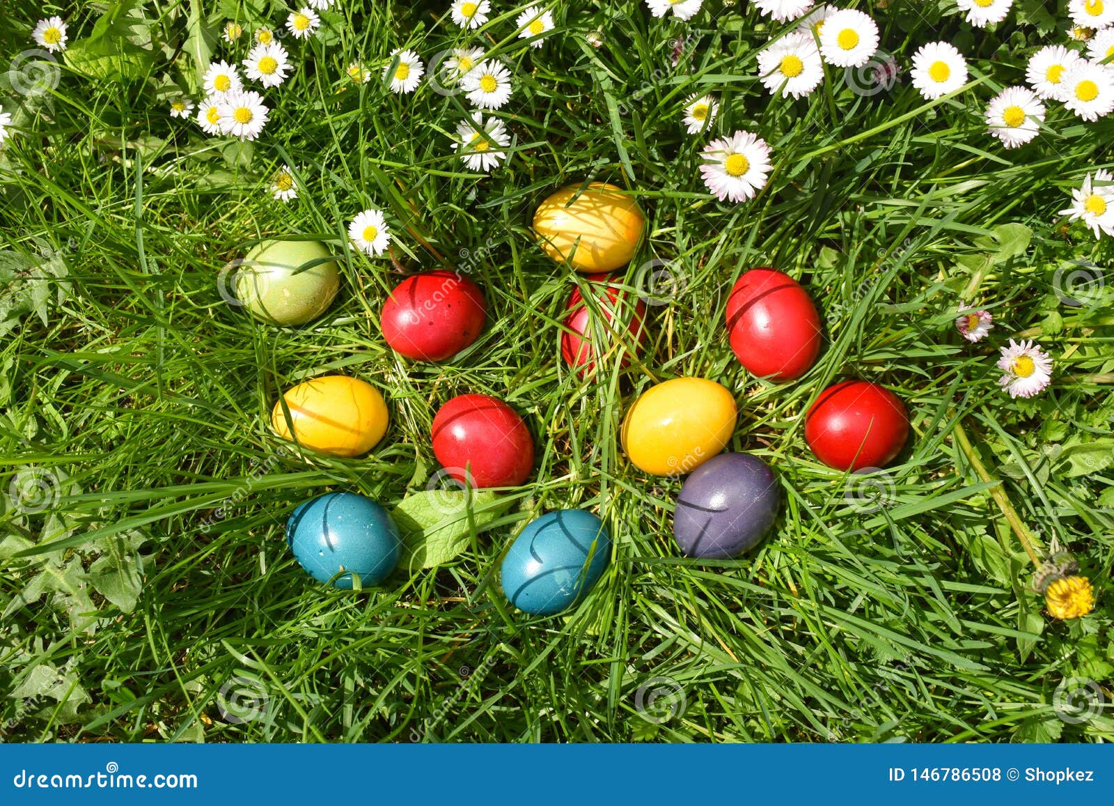 Colorful Easter Eggs in the Green Grass with White Spring Flowers Stock ...