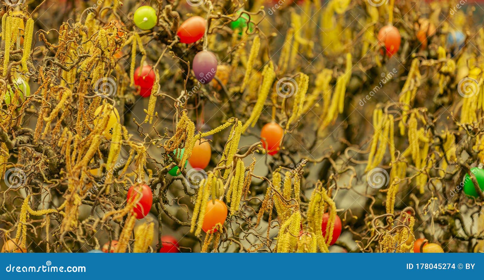 Easter Eggs on a Hazel Bush Stock Photo - Image of beautiful, natural ...