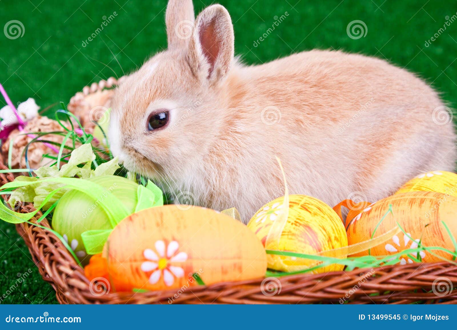 Colorful Easter Eggs and Rabbit Stock Image - Image of decoration ...