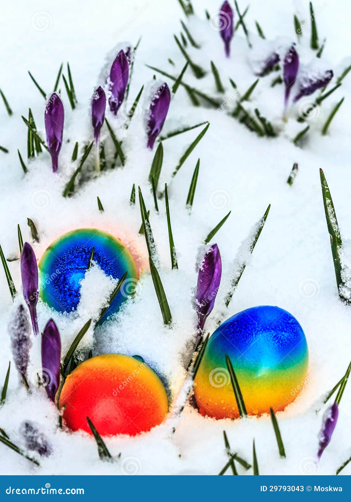 Easter eggs in snow stock image. Image of white, tradition - 29793043