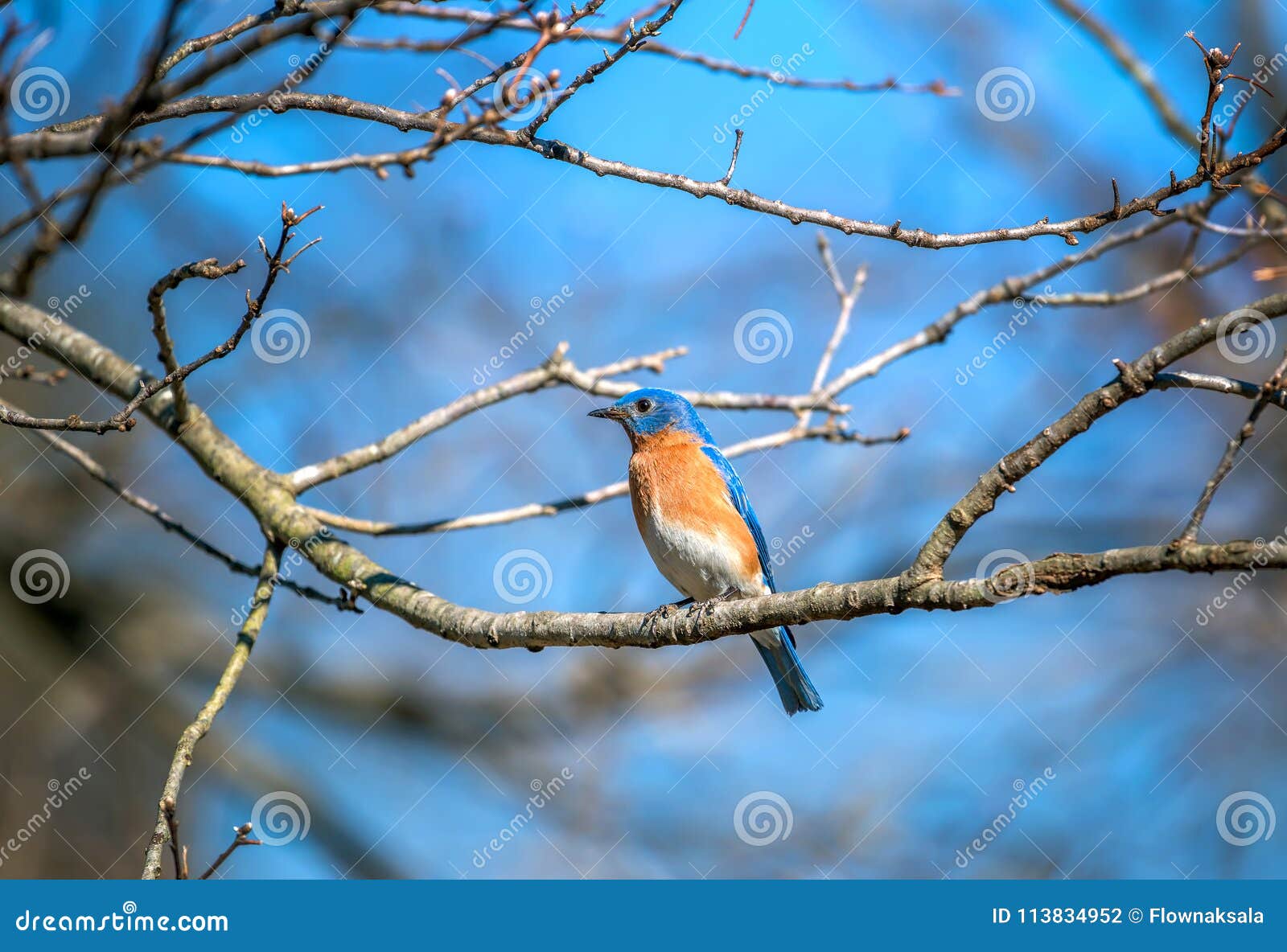 Colorful Eastern Bluebird Perched on a Tree Branch in Springtime Stock ...